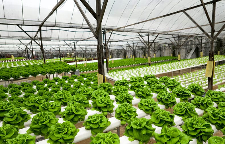 The Best Ways to Transport Live Plants | uShip Guides