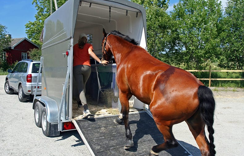 How to Teach Your Horse to Load and Unload From a Trailer | uShip