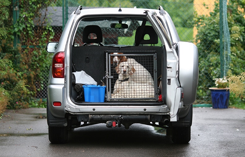 How to Move a Pet by Land Comfortably | uShip Guides