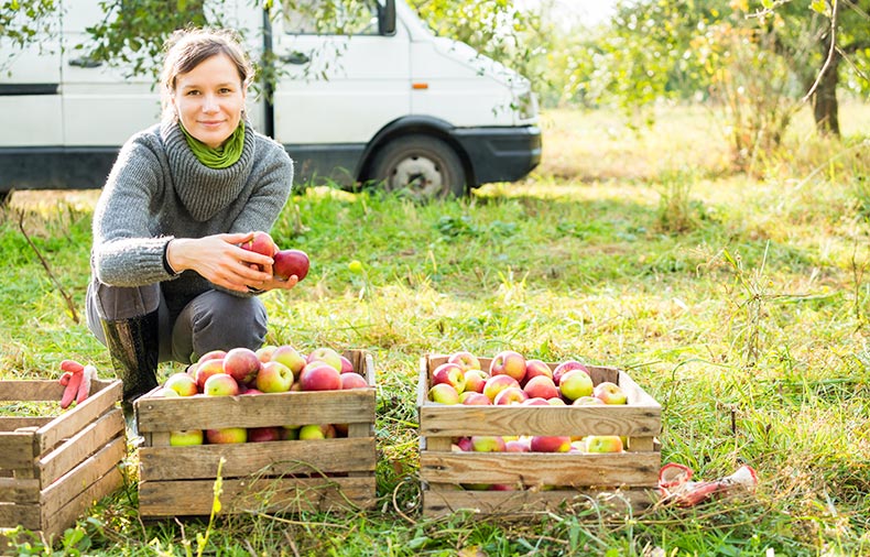 All You Need to Know About Shipping Food | uShip Guides